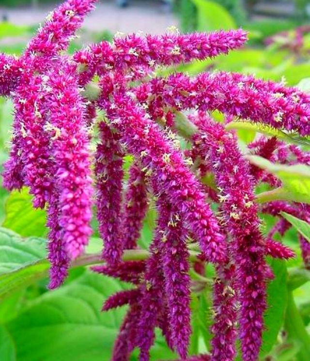 Amaranto: proprietà e benefici